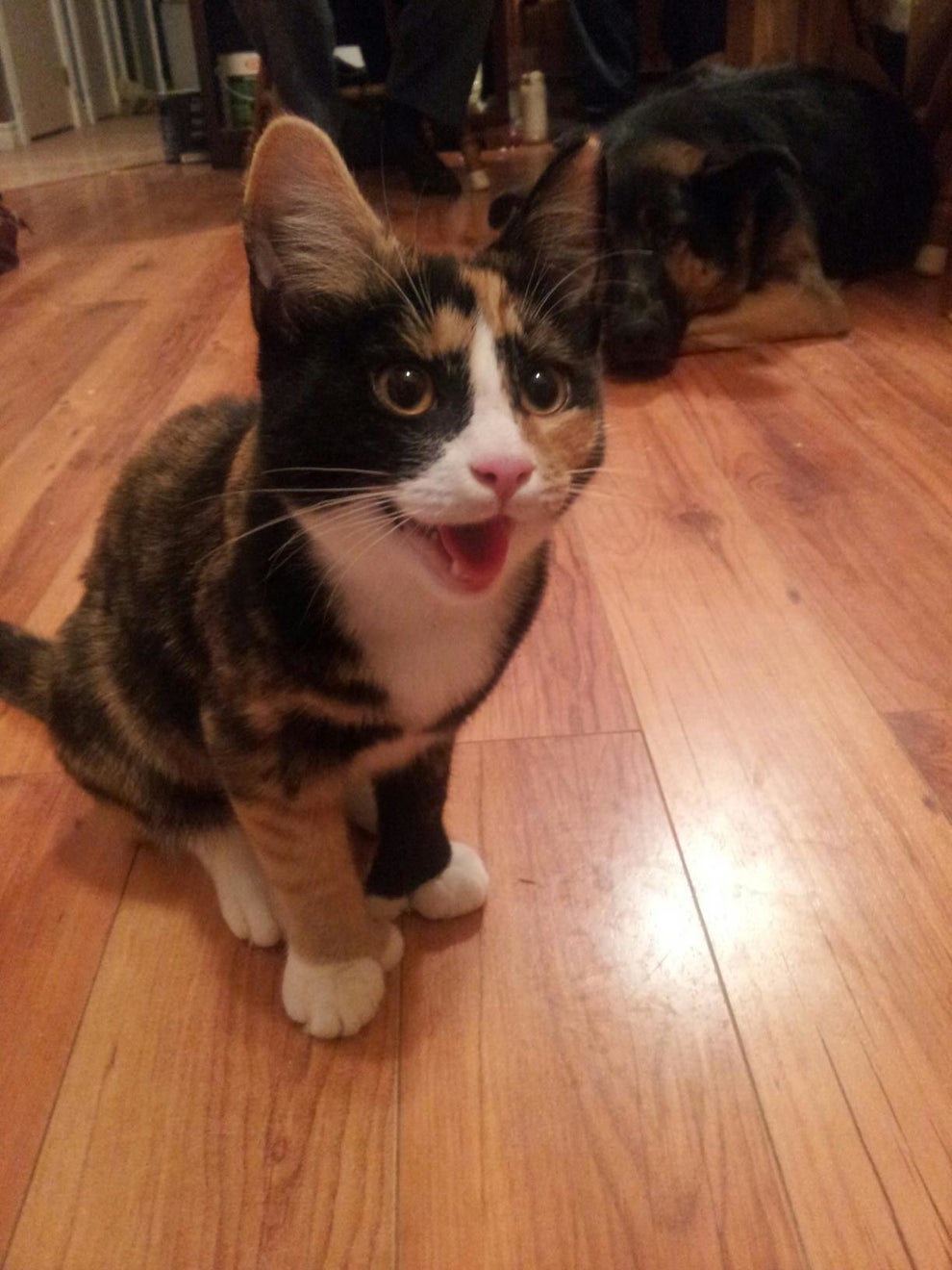 18 Cats Who Waited All Day For You To Get Home
