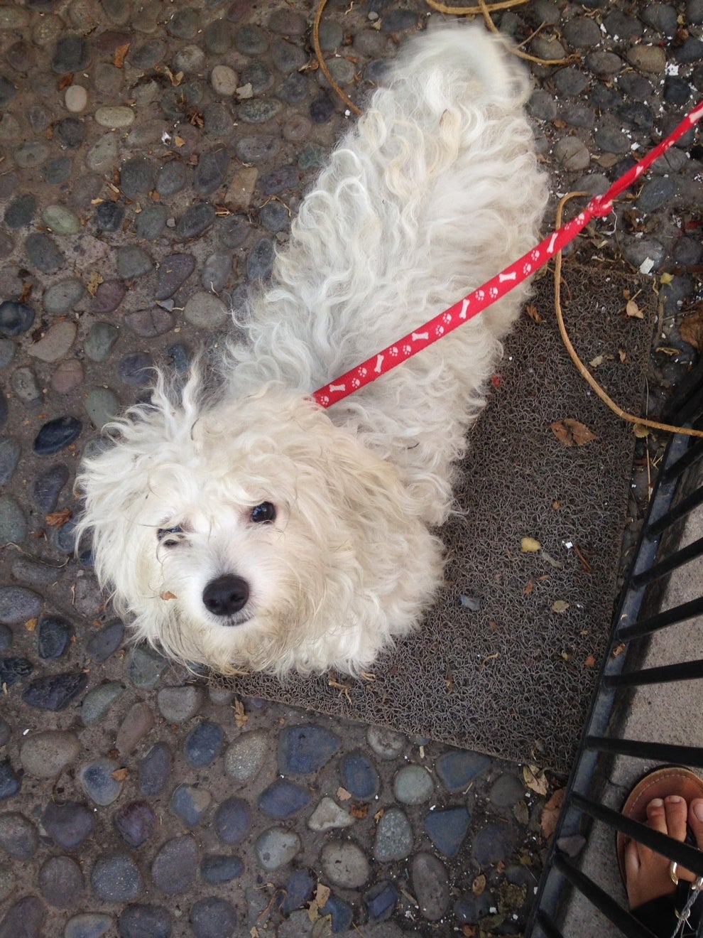 17 cosas que te pasan si te flipan los perros pero no tanto las personas