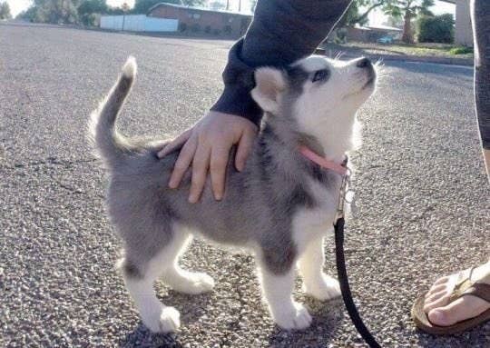 17 cosas que te pasan si te flipan los perros pero no tanto las personas