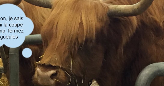 17 vaches du Salon de l'agriculture qui se posent encore plus de ...