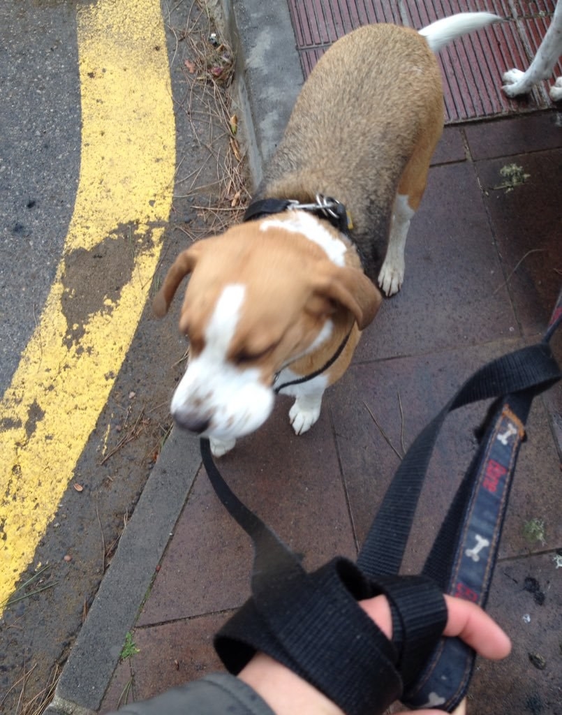 17 cosas que te pasan si te flipan los perros pero no tanto las personas