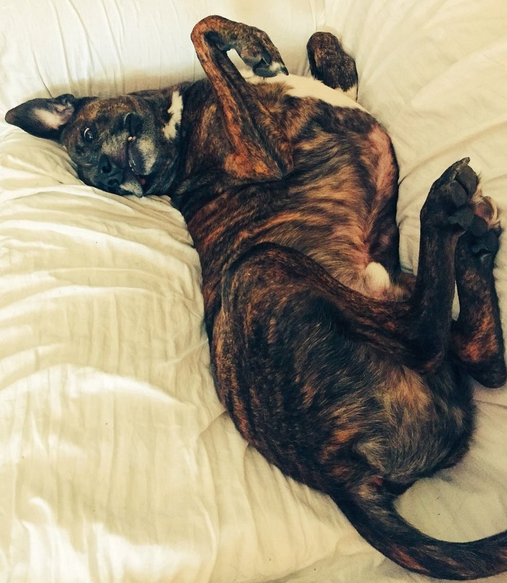 17 cosas que te pasan si te flipan los perros pero no tanto las personas