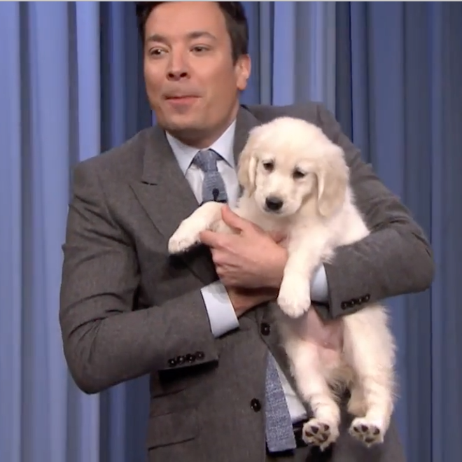 Jimmy Fallon's Puppies Have Spoken: The Falcons Will Win The Super Bowl