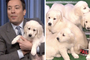 Jimmy Fallon's Puppies Have Spoken: The Falcons Will Win The Super Bowl