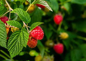 Plant A Garden And We'll Reveal Your Personality Type