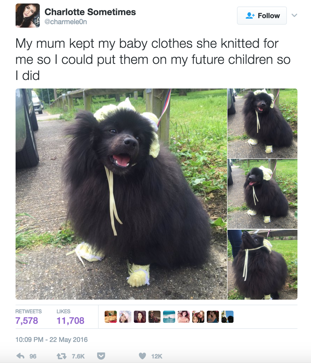 100 Hilarious Tweets About Dogs That'll Definitely Make You Laugh