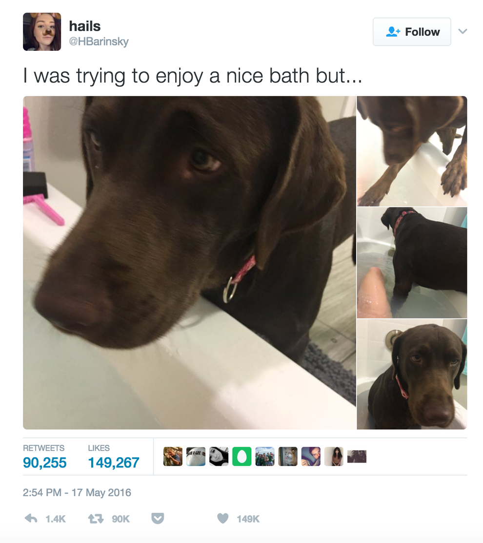 100 Hilarious Tweets About Dogs That'll Definitely Make You Laugh