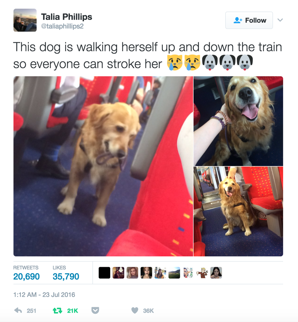 100 Hilarious Tweets About Dogs That'll Definitely Make You Laugh