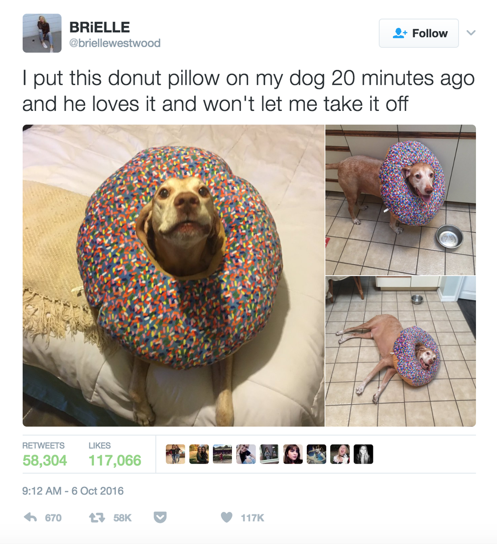 100 Hilarious Tweets About Dogs That'll Definitely Make You Laugh