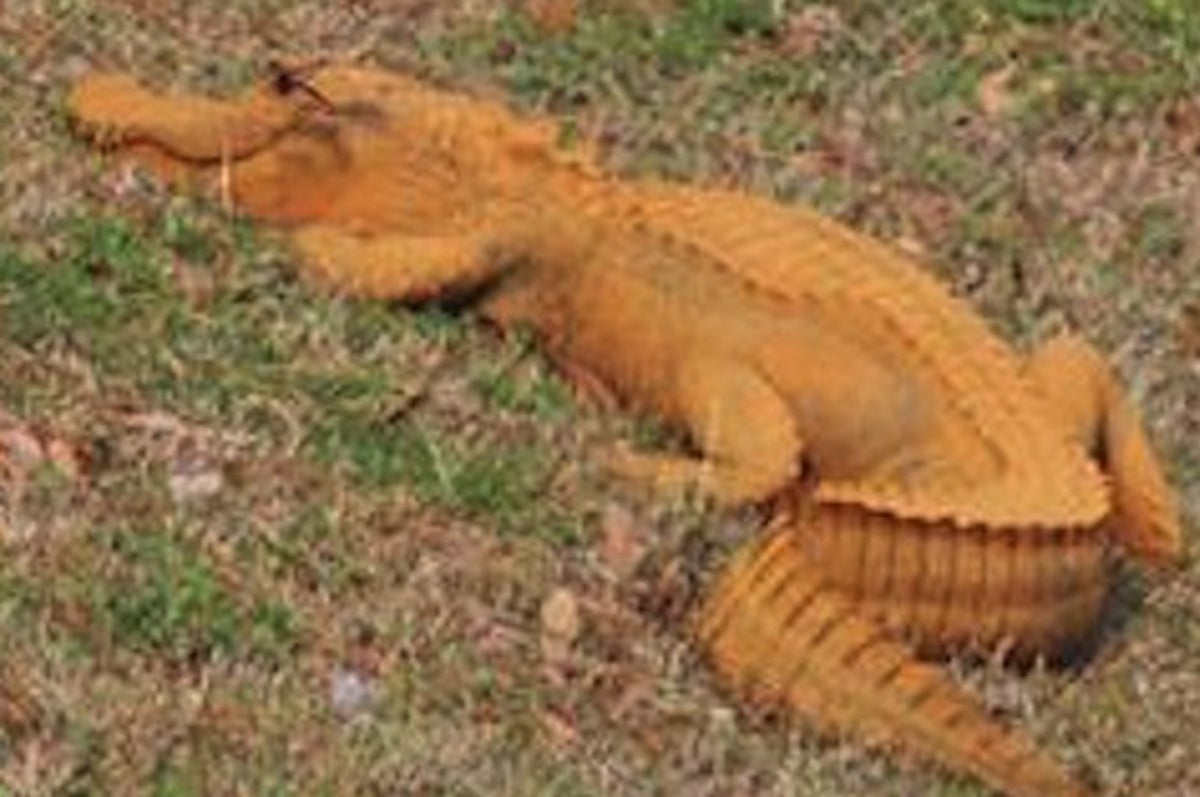 An Orange Alligator Has Been Spotted And People Are Freaking Out
