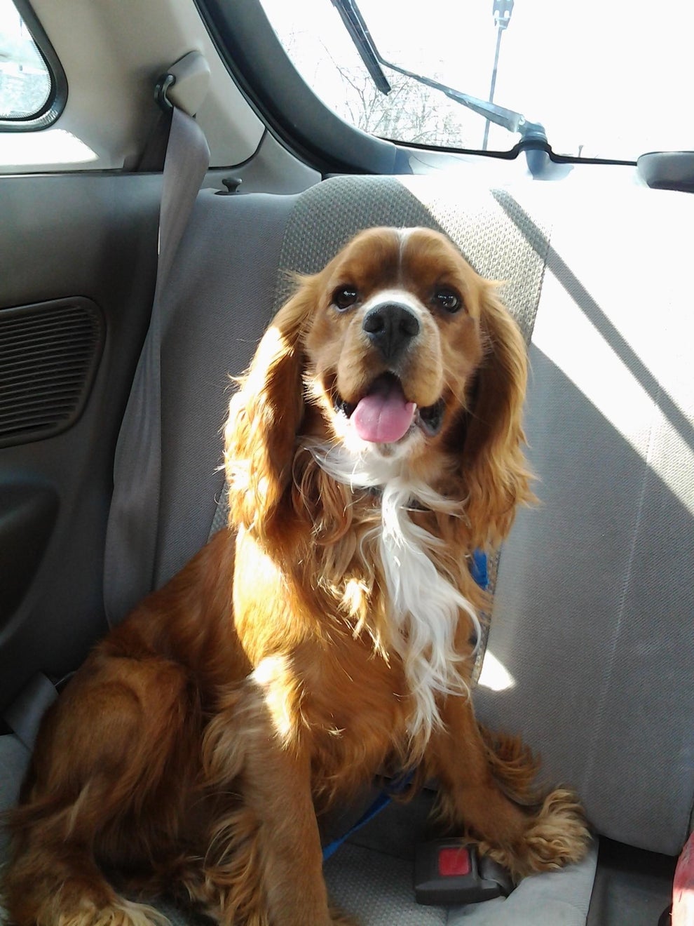 18 Sweet Doggos Who Are The Best Car Passengers Ever