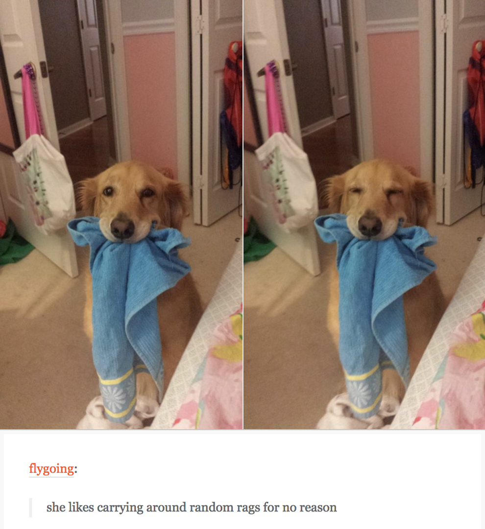 27 Hilarious Photos That Will Make You Shout, "I LOVE DOGS, I LOVE THEM ...