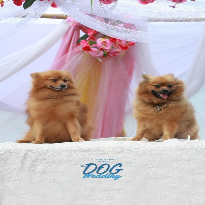 These Dogs Got Married After Dating For More Than A Year And It Was ...