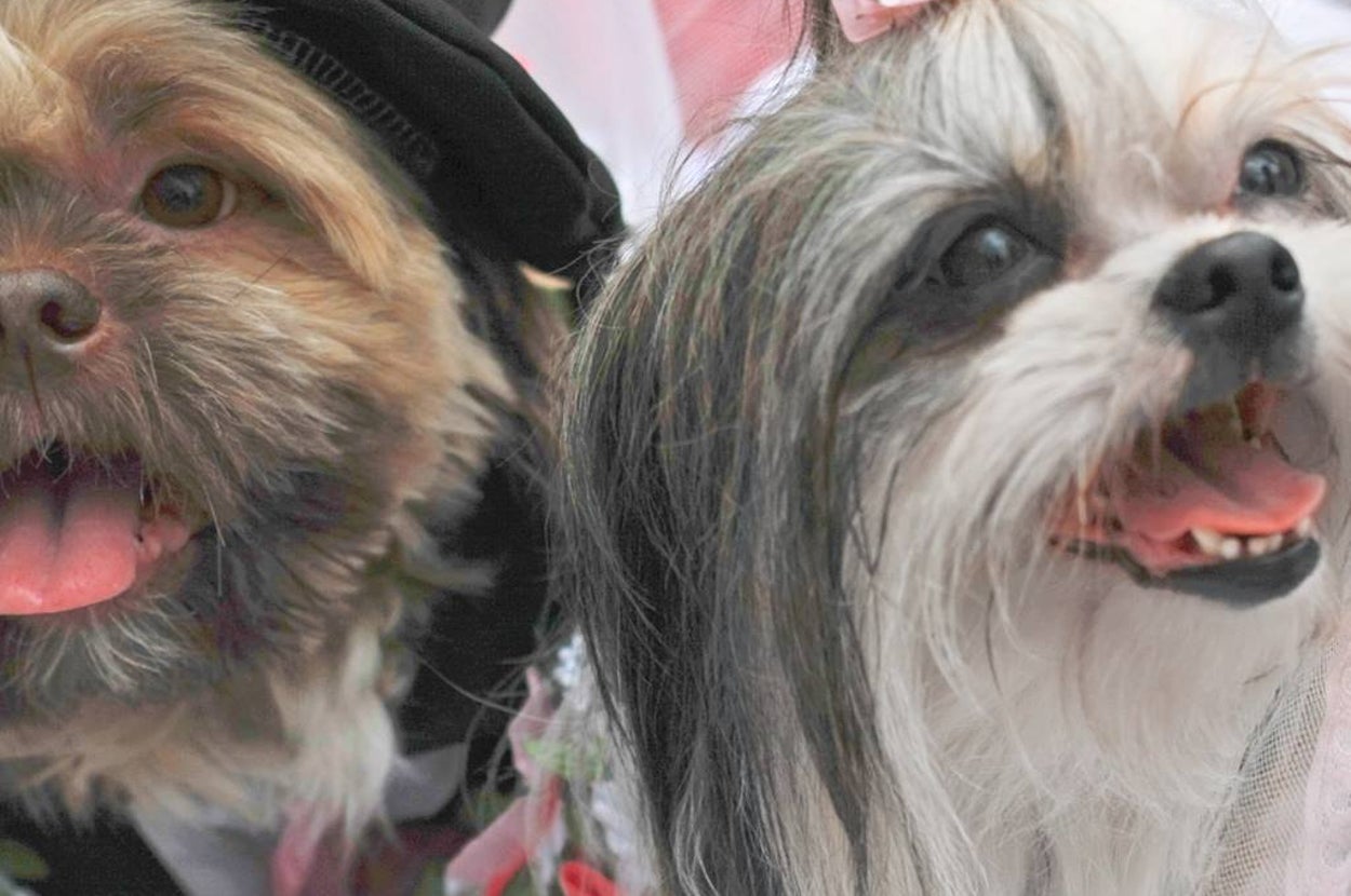 These Dogs Got Married After Dating For More Than A Year And It Was ...
