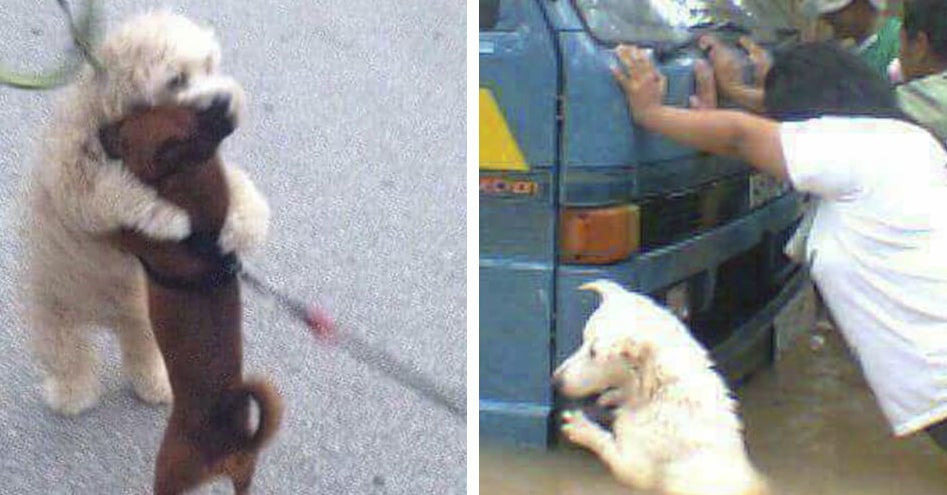 19 Puppies That Are So Perfect, They'll Fix All Your Problems