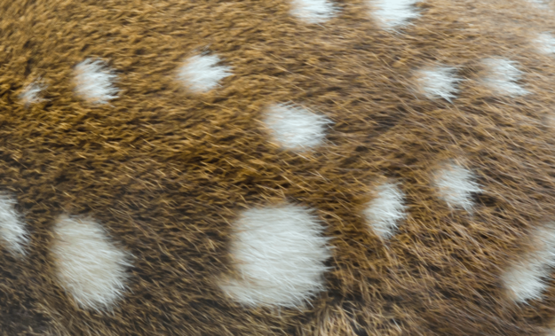 Can You Guess The Animal By Its Spots?