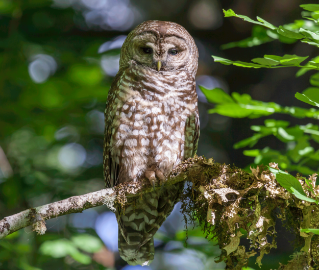 Can You Guess The Animal By Its Spots?