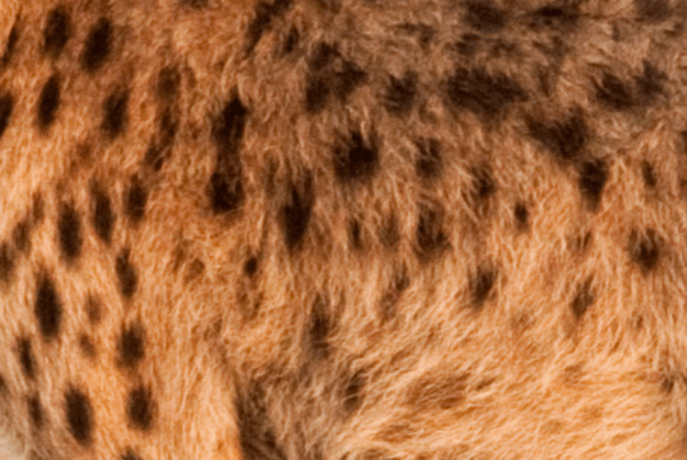 Can You Guess The Animal By Its Spots?