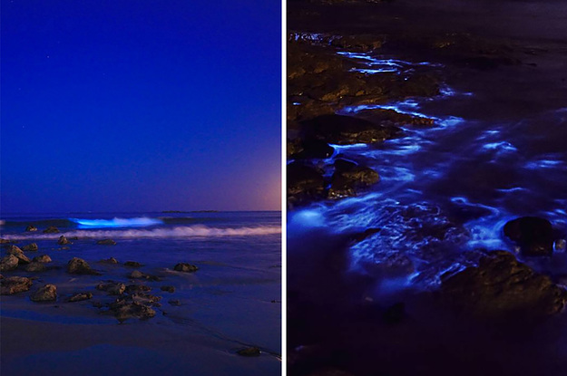 This Breathtaking Algae Bloom Is One Reason To Go To The Beach At Night