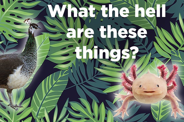 Only A True Animal Lover Can Get 7/10 On This Quiz