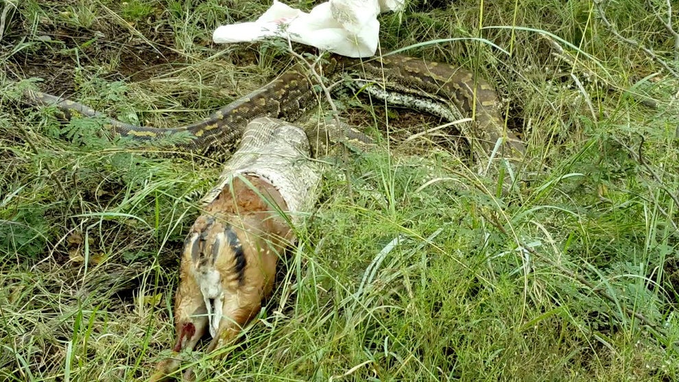 Watch This Huge Snake Vomit Up A Whole Antelope After Trying To Eat It