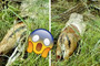 Watch This Huge Snake Vomit Up A Whole Antelope After Trying To Eat It ...