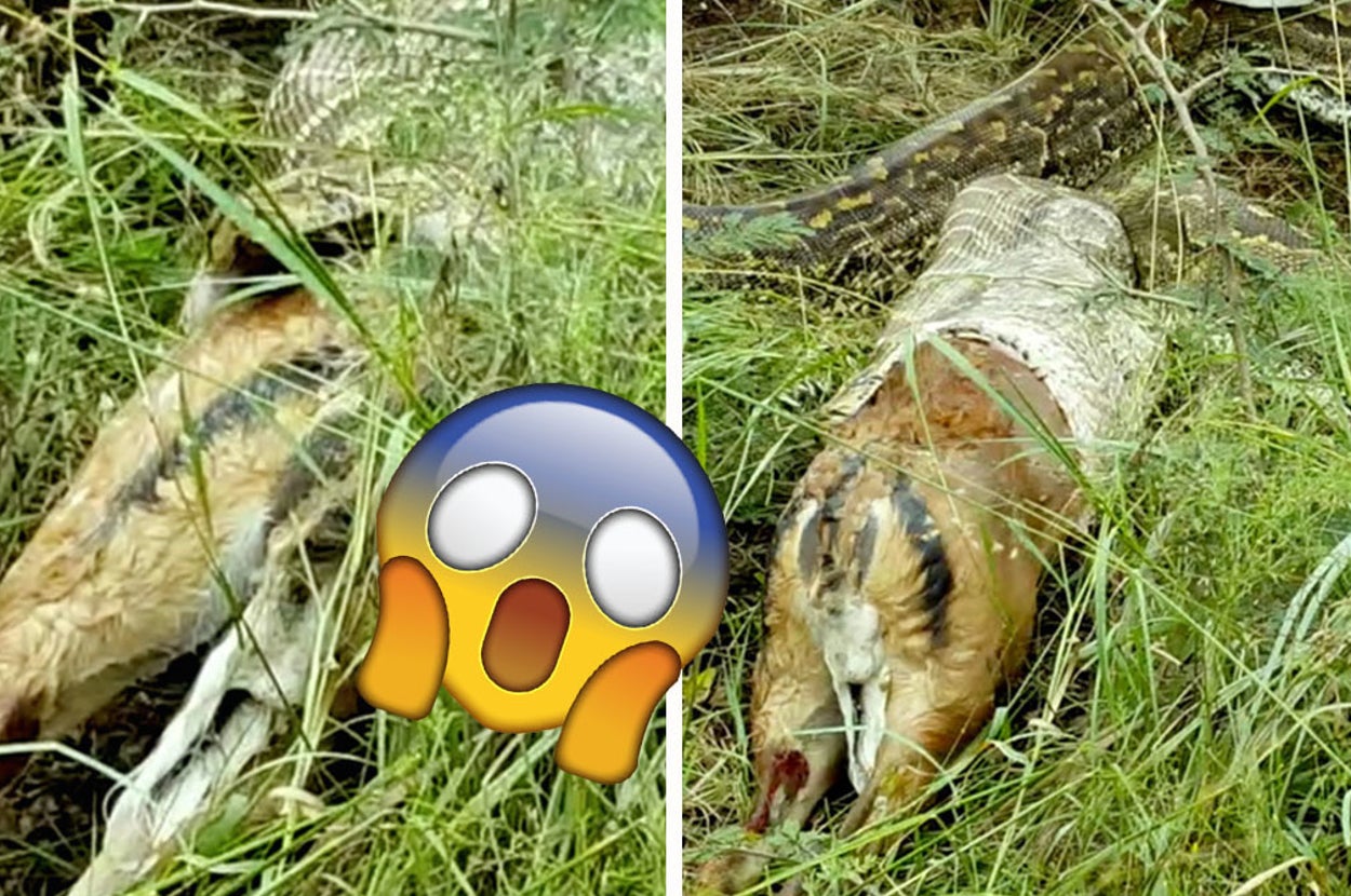 Watch This Huge Snake Vomit Up A Whole Antelope After Trying To Eat It