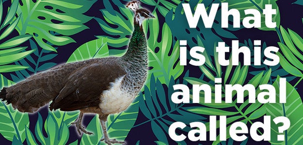 Only A True Animal Lover Can Get 7/10 On This Quiz