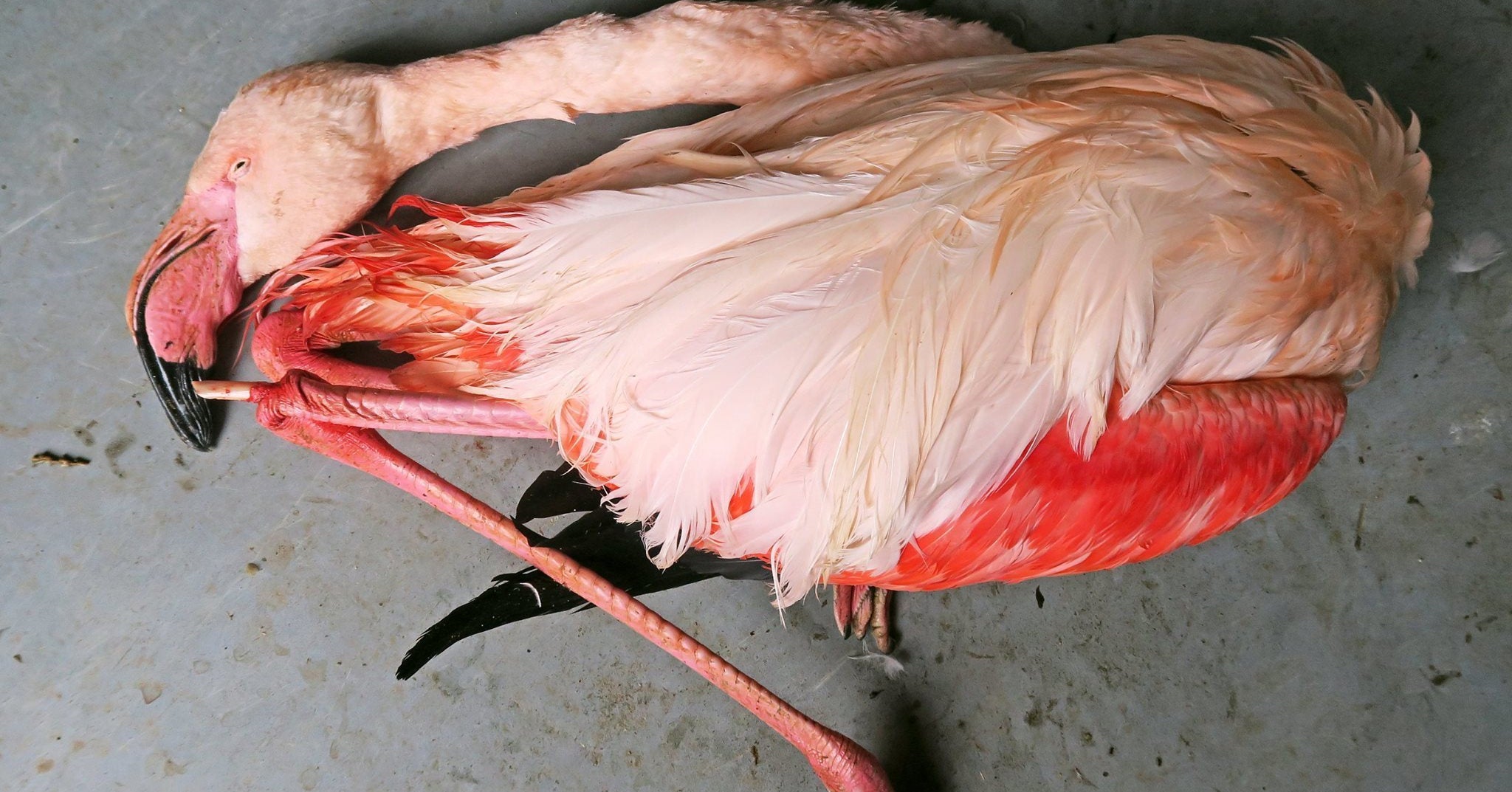 Three Boys Stoned A Flamingo To Death At A Zoo And There Are Strong ...