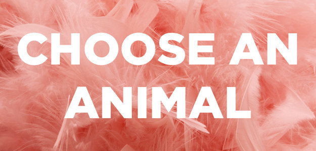 Choose A Weirdly Cute Animal And We'll Give You An Even Weirder Fact