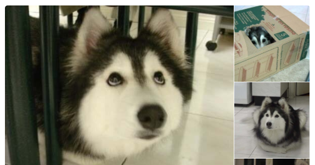 18 Pictures That Prove Dogs Are Actually Beautiful Weirdos