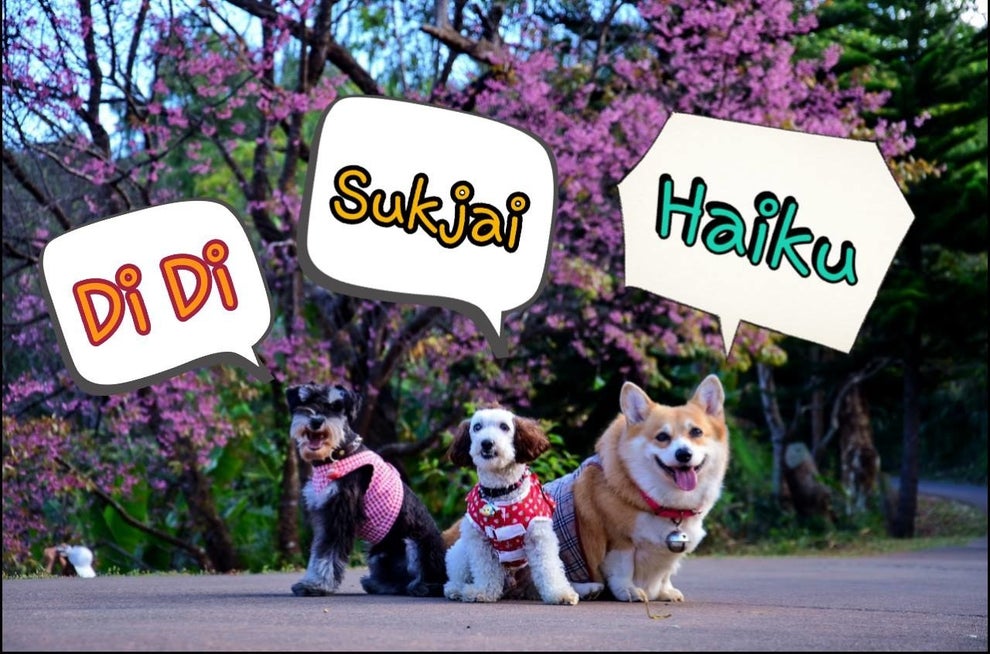 This Video Of A Corgi In A Mermaid Tail Is Very Important And Needs ...