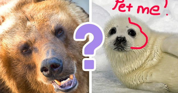 Be Honest, Would You Pet These Animals?