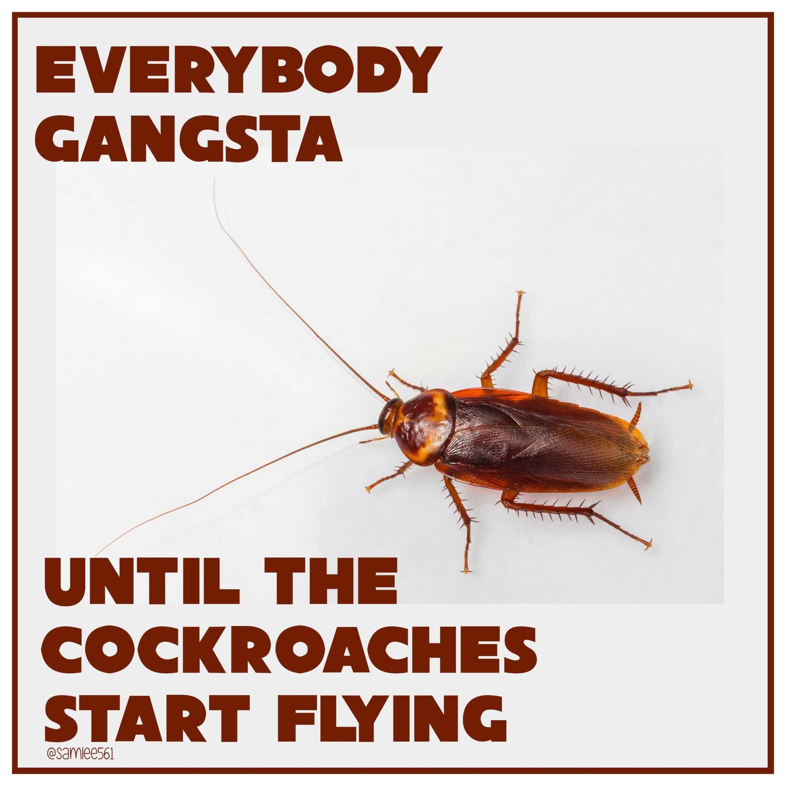 Flying Cockroach 9gag