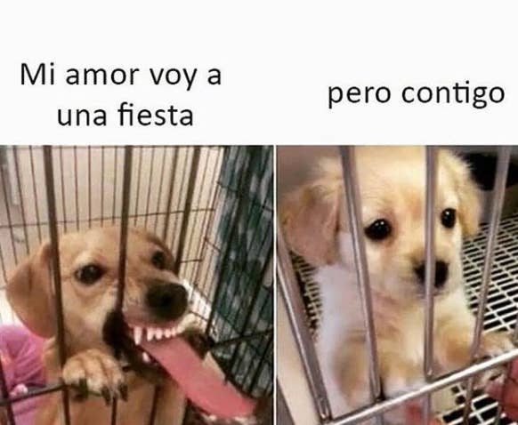 Memes De Perros Tumblr 2036 Meme 2036 Discover & Share GIFs