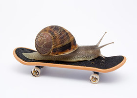 Choose A Snail And Learn A Deep Truth