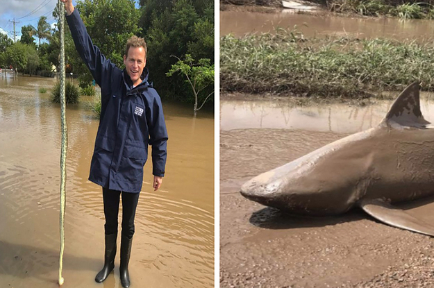 Extreme Flooding In Australia Has Left Sharks On The Road And Spiders ...