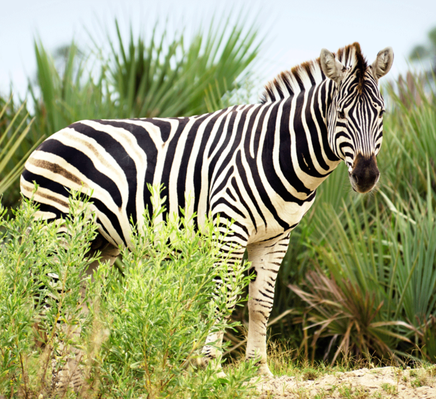 ¿Sabes a qué animales pertenecen estas rayas?