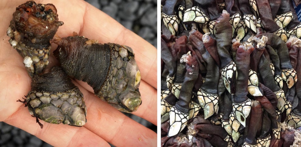 21 Bizarre-Looking Foods That’ll Make Picky Eaters Squirm