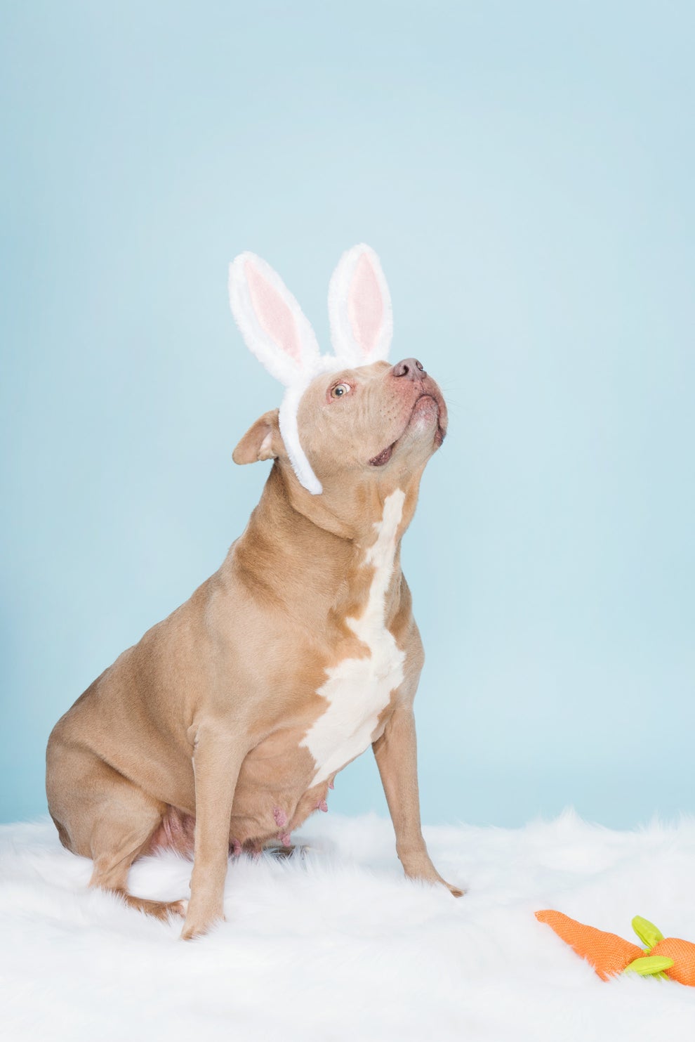 9 Photos That Prove Pit Bulls Are The New Easter Bunny