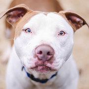 Pick A Pit Bull And Get An Oddly Specific Compliment