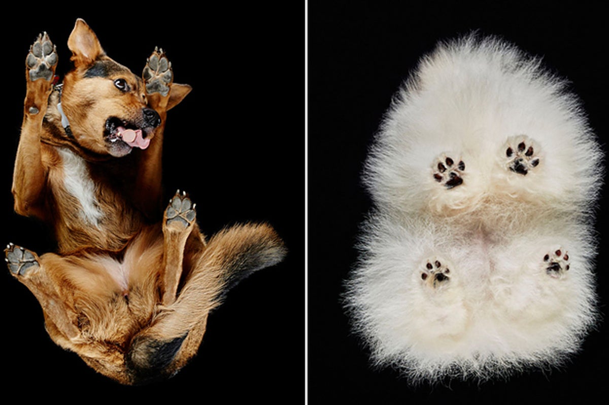 21 Breathtaking Photos Of Dogs, But From Underneath
