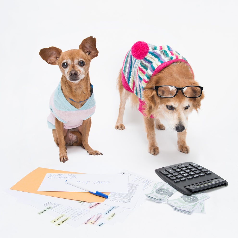 These Small Dogs Perfectly Describe The Tax Season Struggle