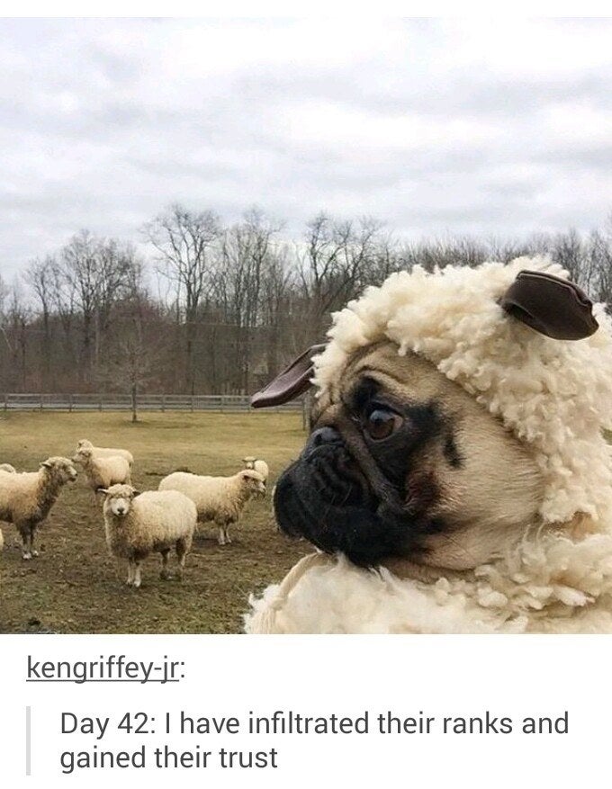 19 Animal Photos For When You Need To Laugh, Smile, Cackle, And Feel ...