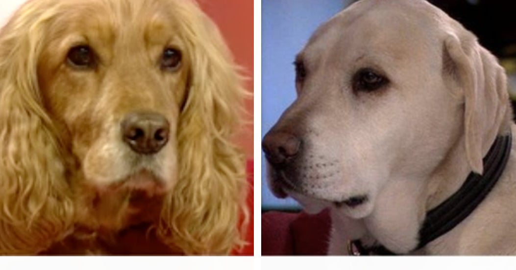 31 Of The Best Damn Dogs On BBC News