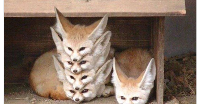 23 Weird And Super Cute Animal Tweets