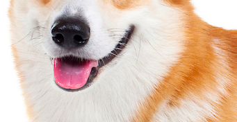 If You Can Identify All 15 Of These Dogs Snouts, You Deserve To Have A Dog