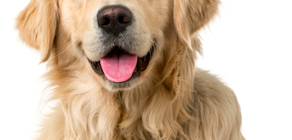 If You Can Identify All 15 Of These Dogs Snouts, You Deserve To Have A Dog