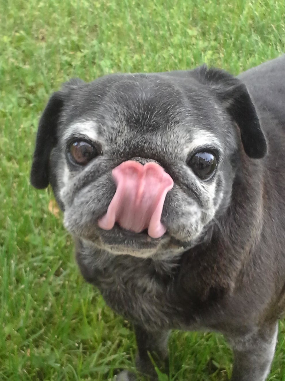 18 Photos That Prove Senior Pugs Are Still Sweet, Wholesome Babies