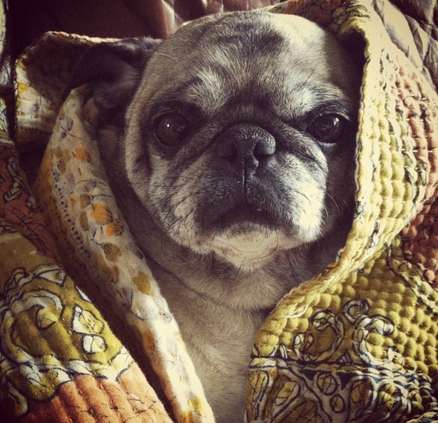 18 Photos That Prove Senior Pugs Are Still Sweet, Wholesome Babies